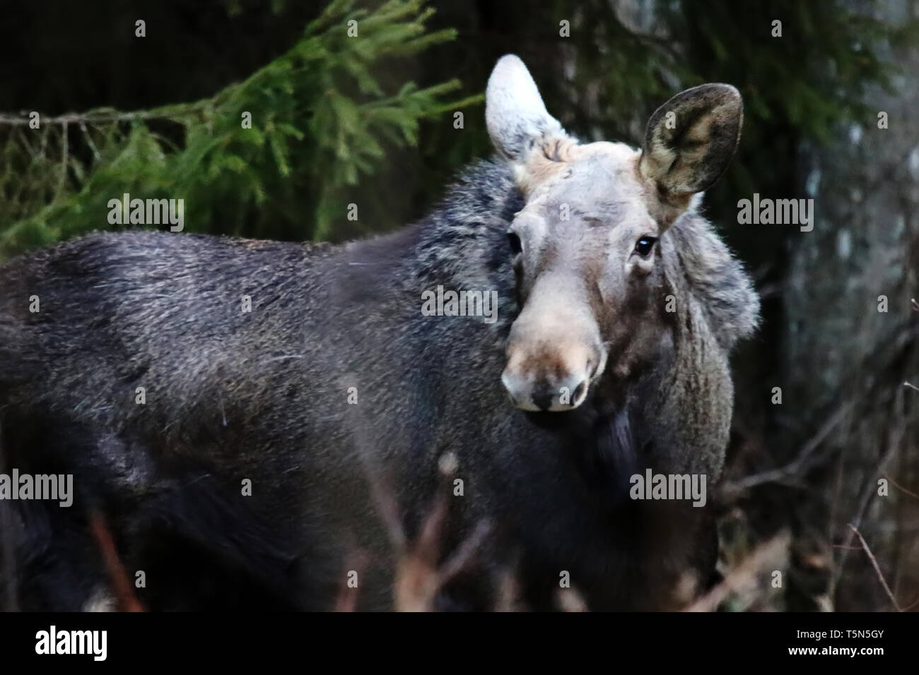 Young elk (age about one year, female) on the edge of the spring forest ...