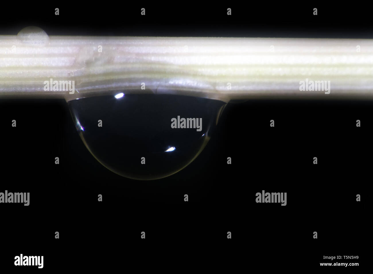 morning nature background with beautiful drop. beauty of nature in ...