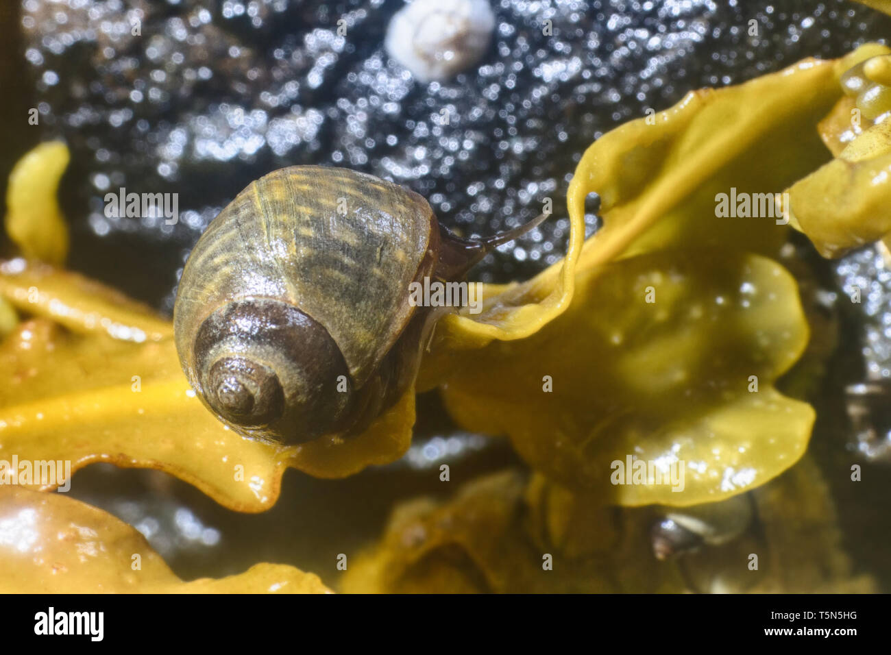 Sea gastropods on algae at low tide. Macro, Invisible to the eye world ...