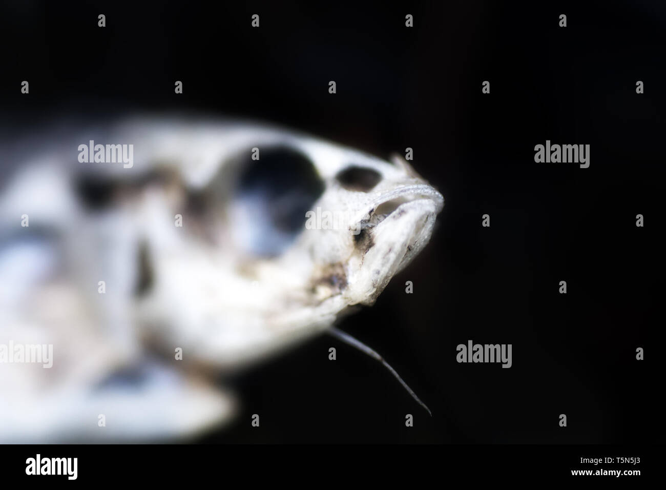 scary fish in a state of death on a black background isolated. Armoured ...