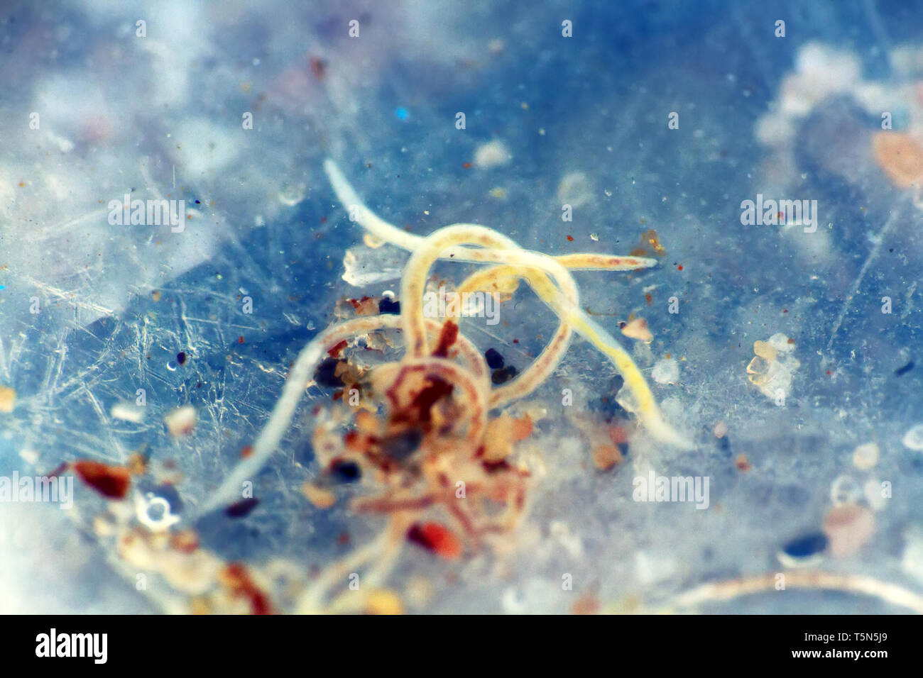 coastal worms of White sea microscopic size. animals of the tidal zone ...