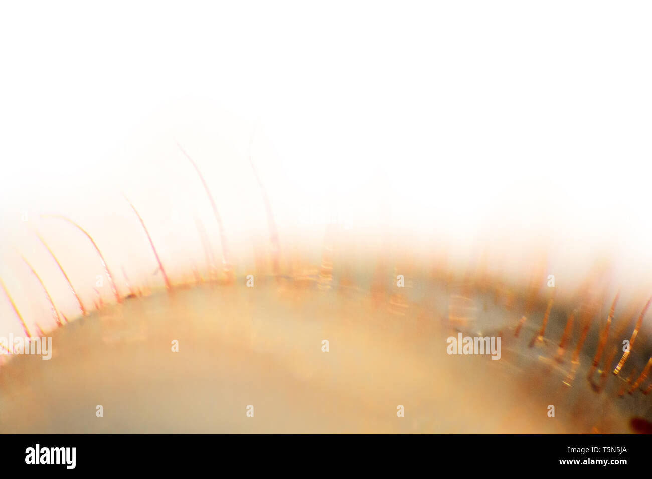 Bristles, spikes, quills, pedipalpi, sensitive elements of the larva of ...