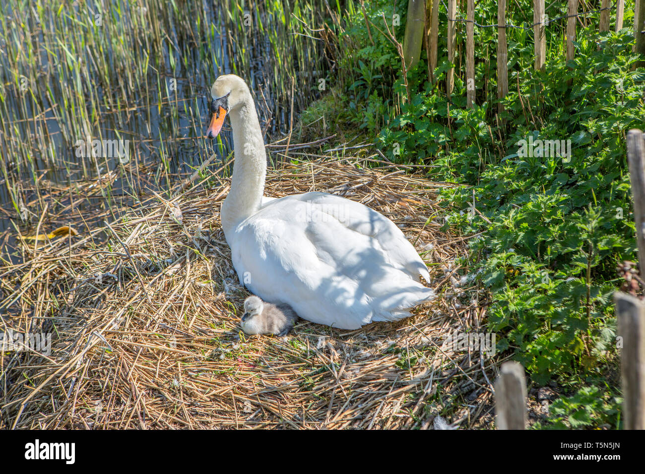 A swan with a cygnet Stock Photo - Alamy