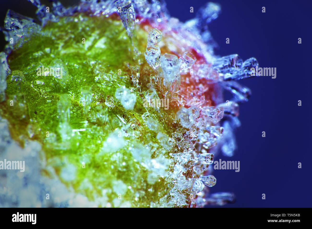 Late autumn. Frozen autumn leaves yellow and red, venation and cells ...