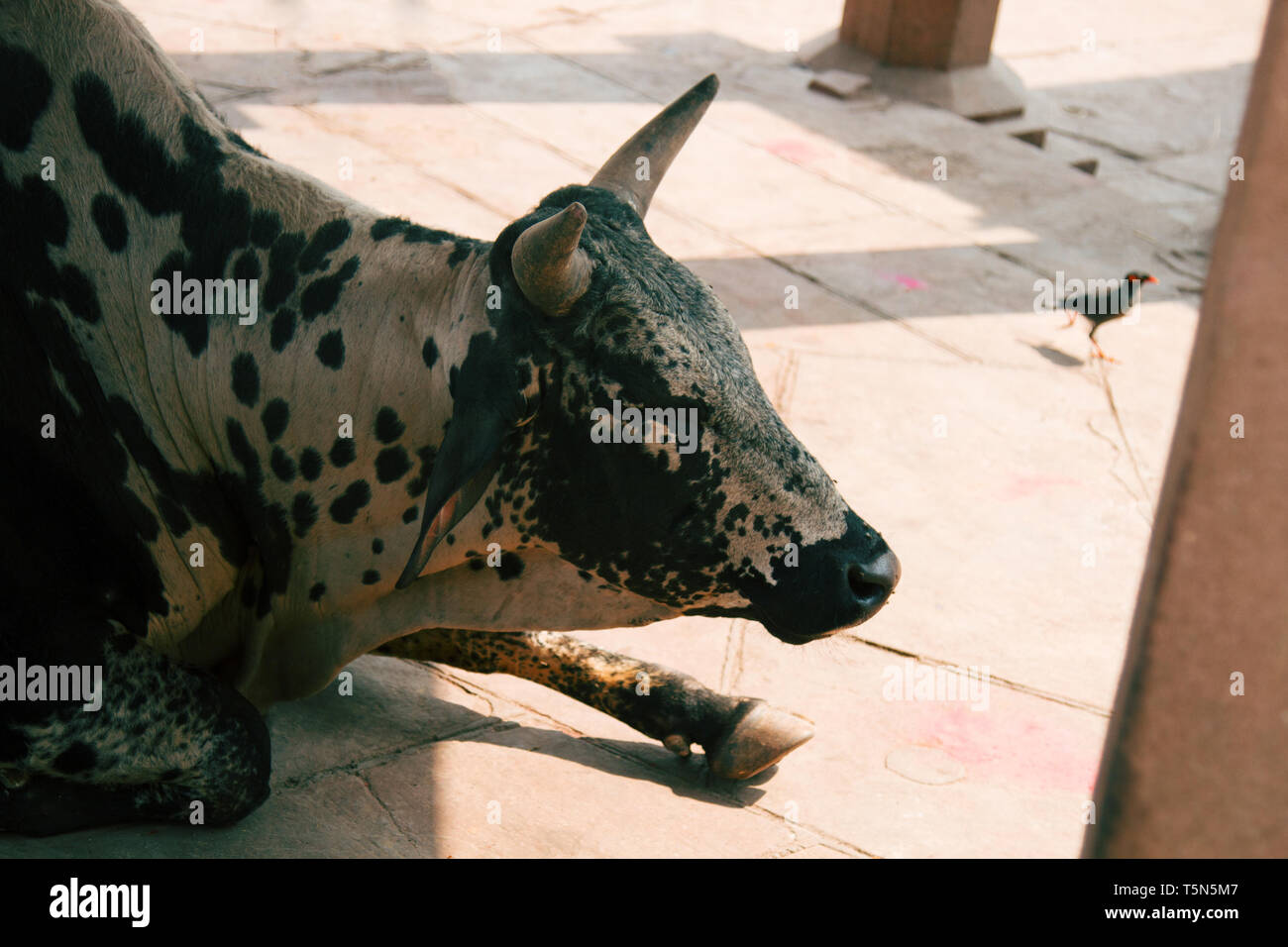 Zebu cattle of different colors in the city. India Stock Photo - Alamy