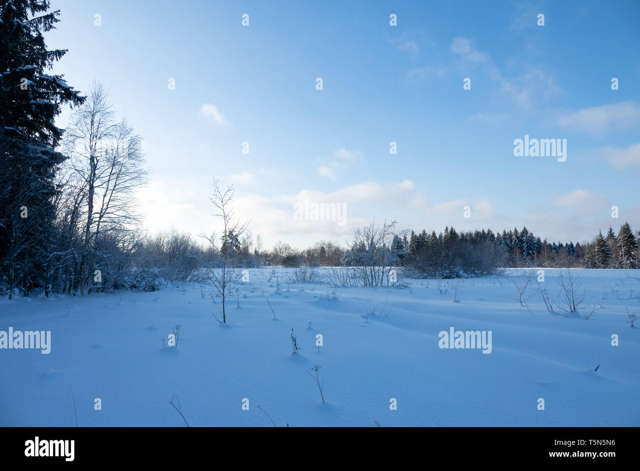 Forest glade covered with snow, mixed forest edge, evening sun and ...
