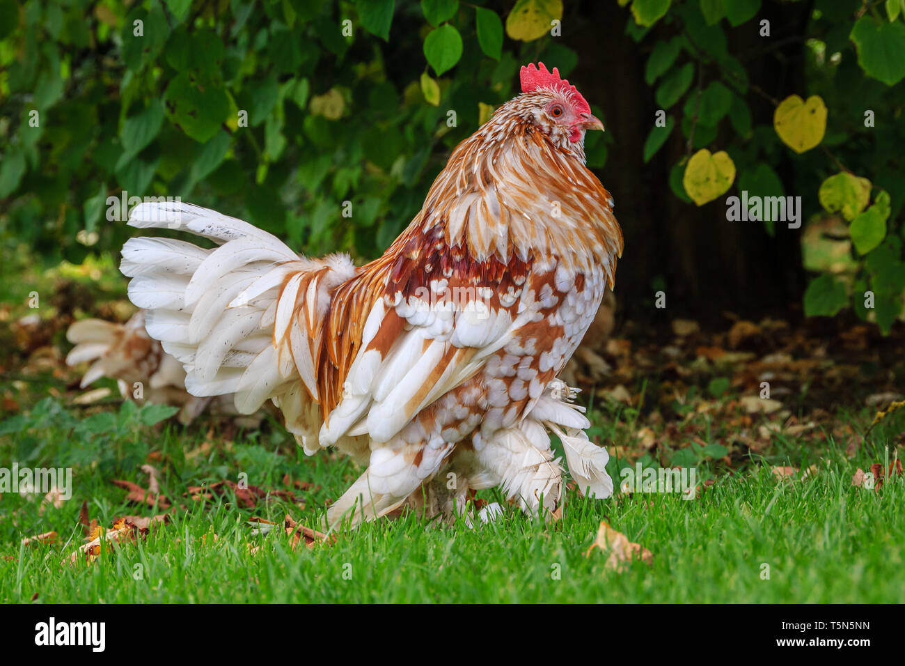 Coton manor hi-res stock photography and images - Alamy