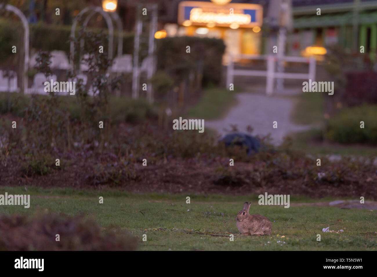 wild rabbits sitting on a meadow in the City of Munich Germany Stock ...