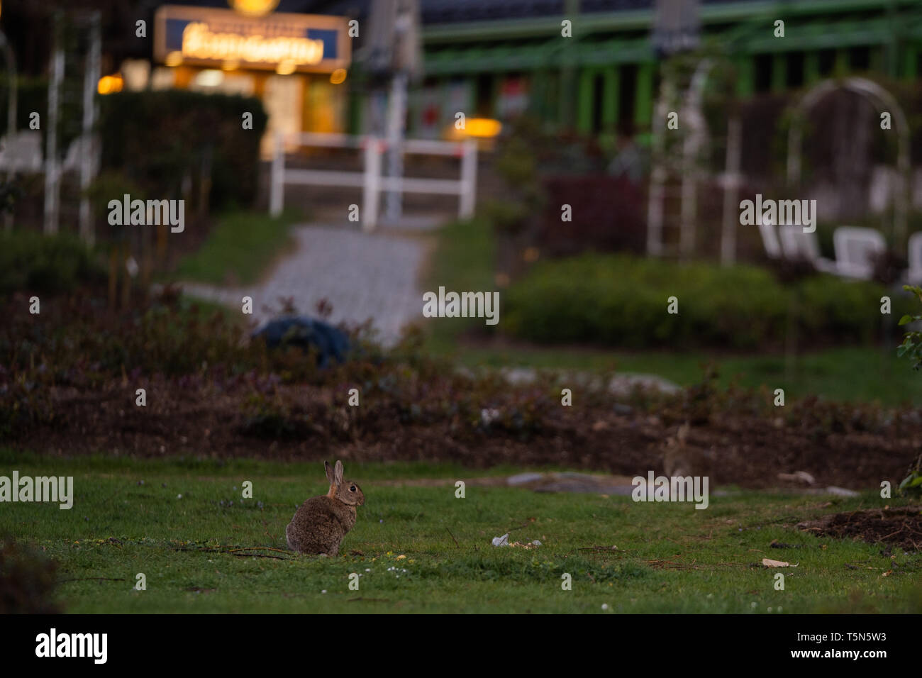 Rabbit on grass cultural hi-res stock photography and images - Alamy
