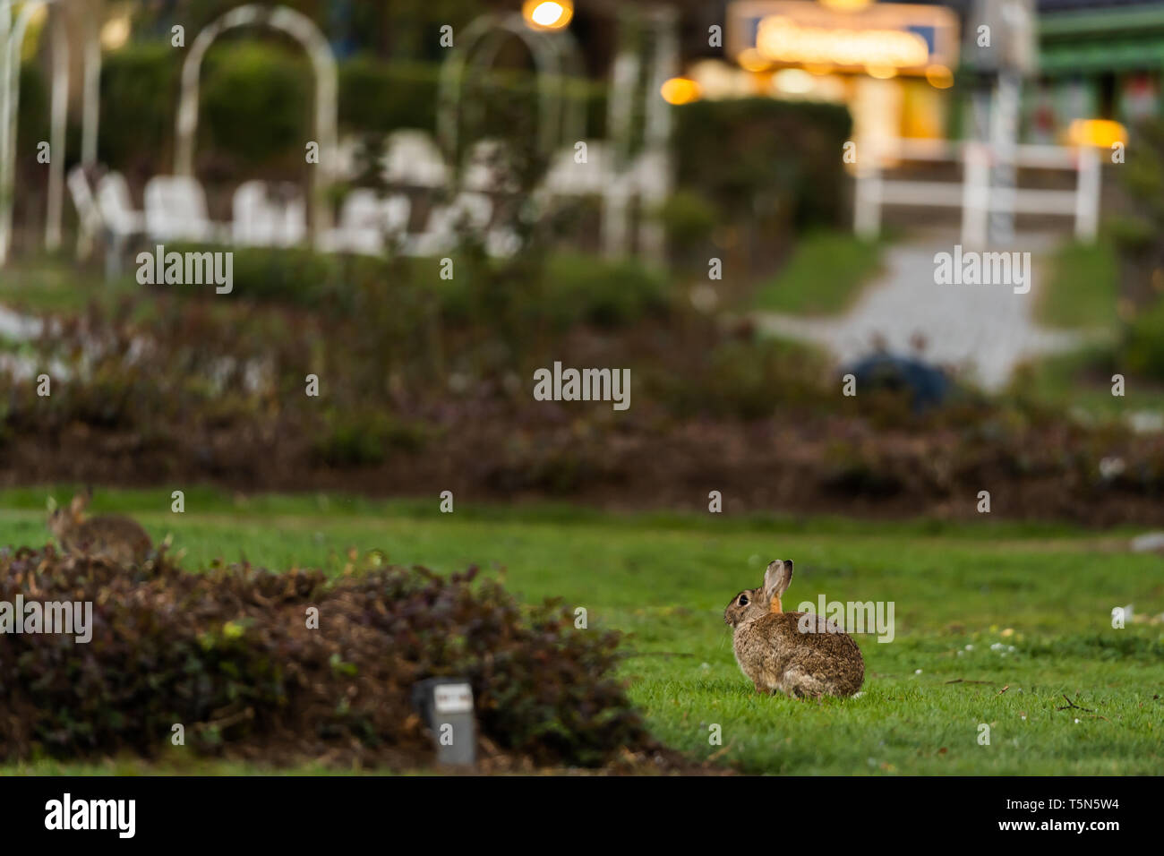Rabbit on grass cultural hi-res stock photography and images - Alamy