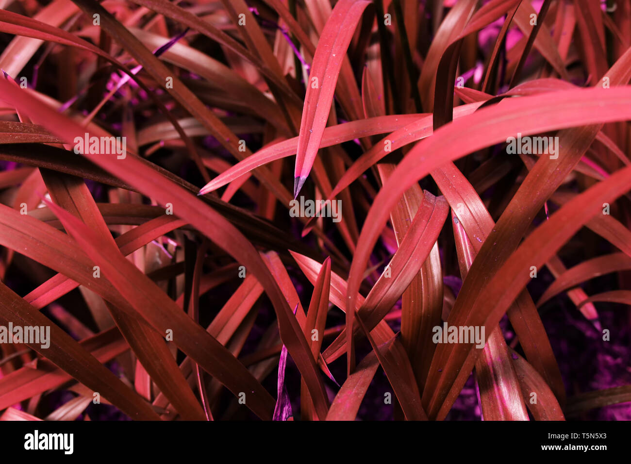 Ultra Violet background effect made of tropical leaves Stock Photo - Alamy