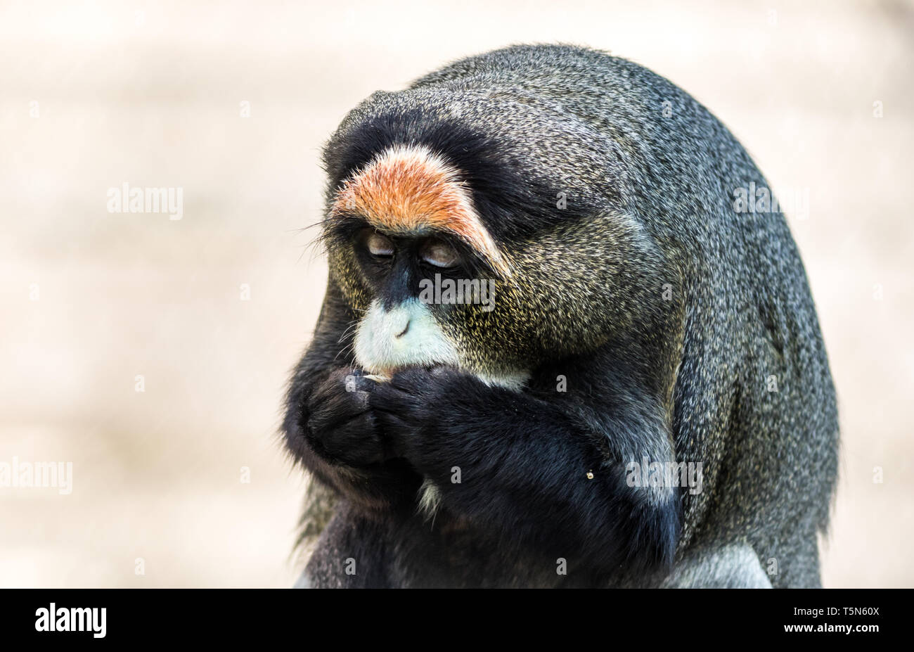 De Brazza`s Monkey, Cercopithecus neglectus, an attractive primate with ...
