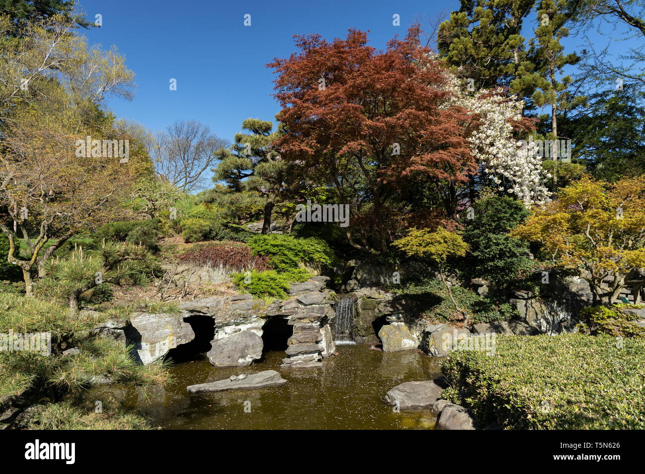Flora at the Japanese Hill-and-Pond Garden in Brooklyn Botanic Garden ...