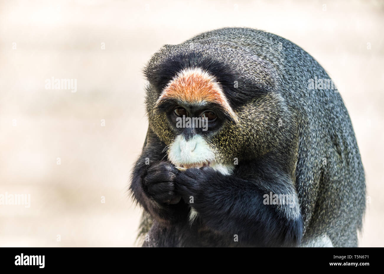 De Brazza`s Monkey, Cercopithecus neglectus, an attractive primate with ...