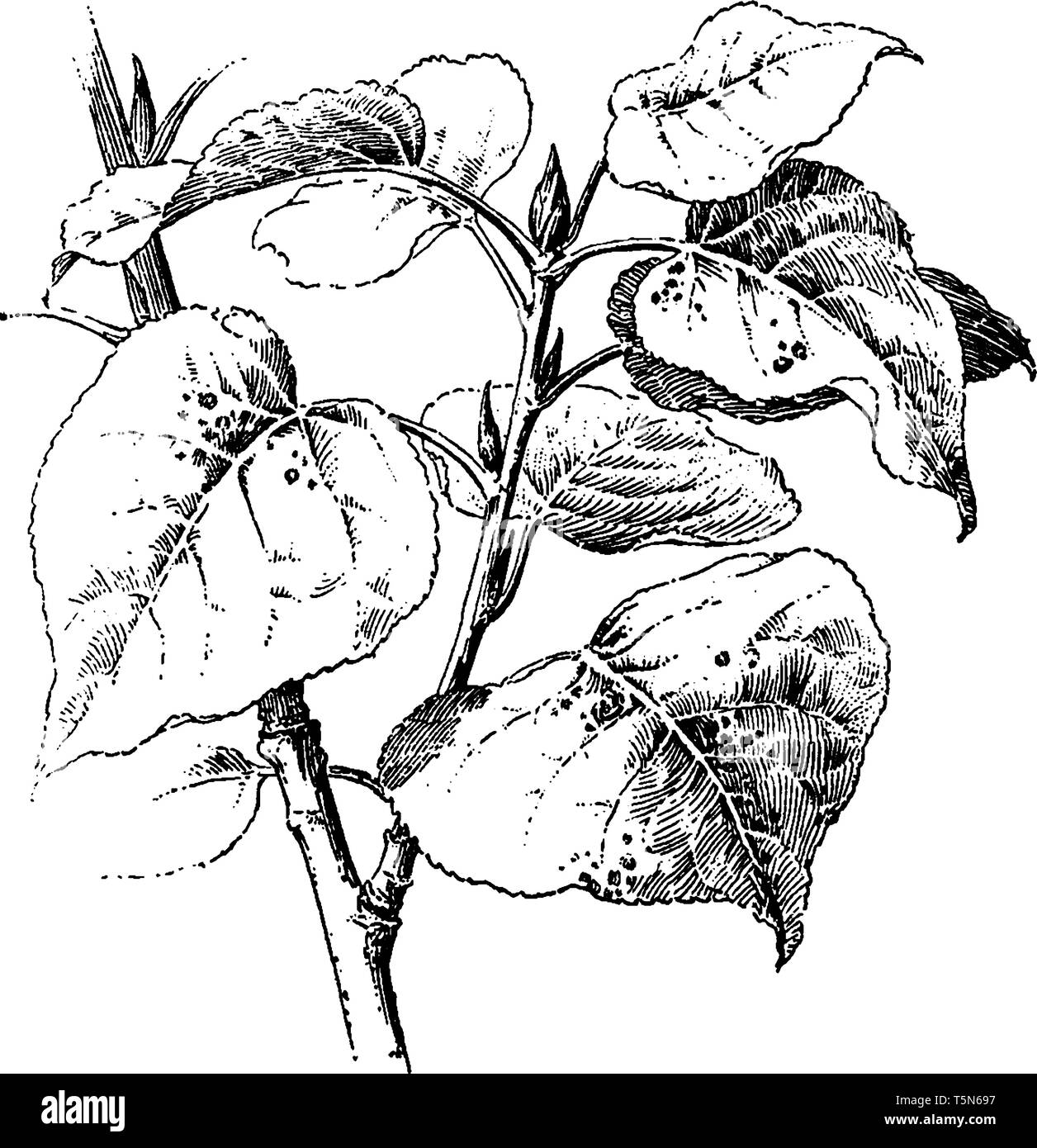 The picture of poplar plants leaves. Its leaves are broad and heart ...