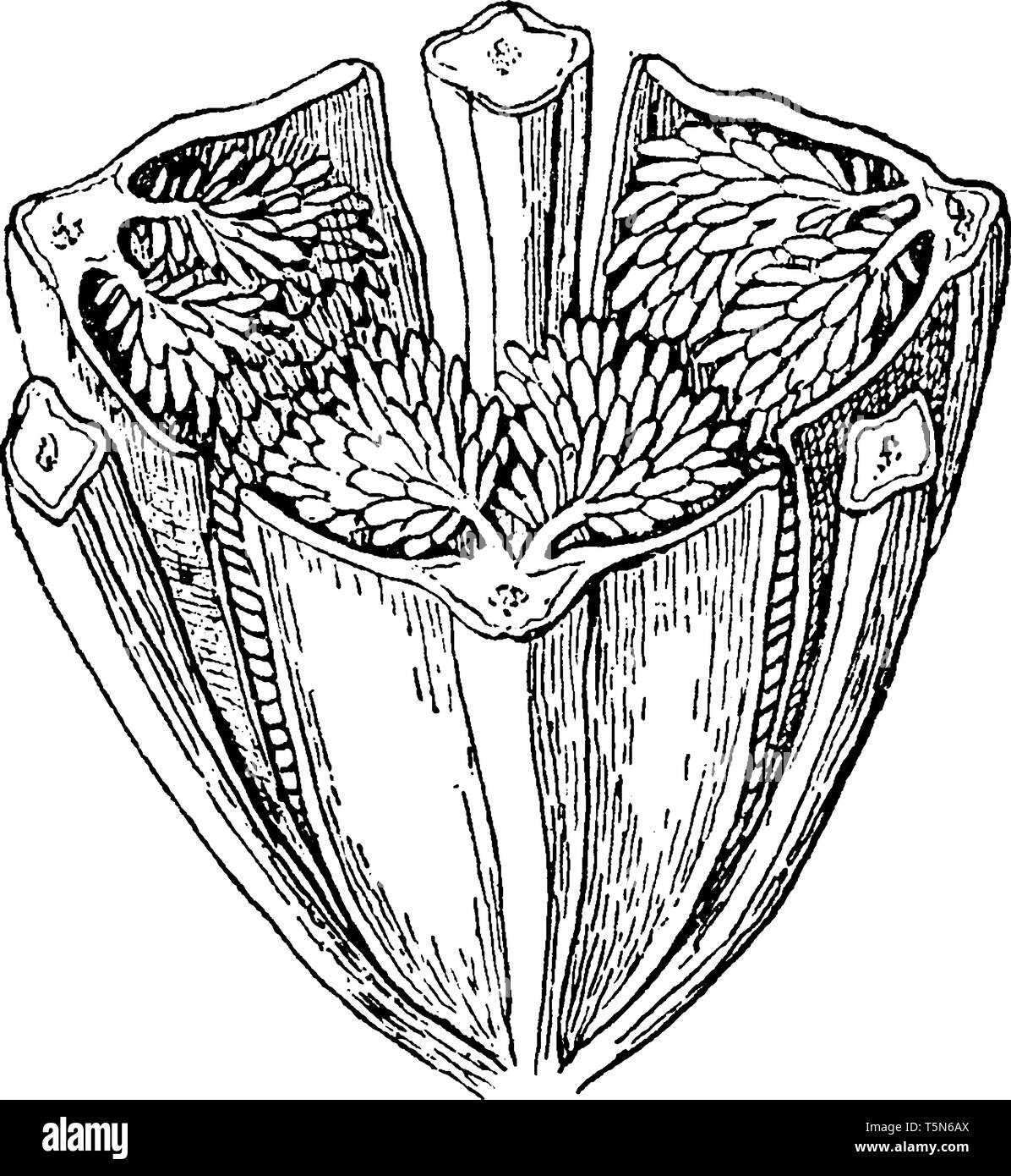 Orchid leaves on white Black and White Stock Photos & Images - Alamy