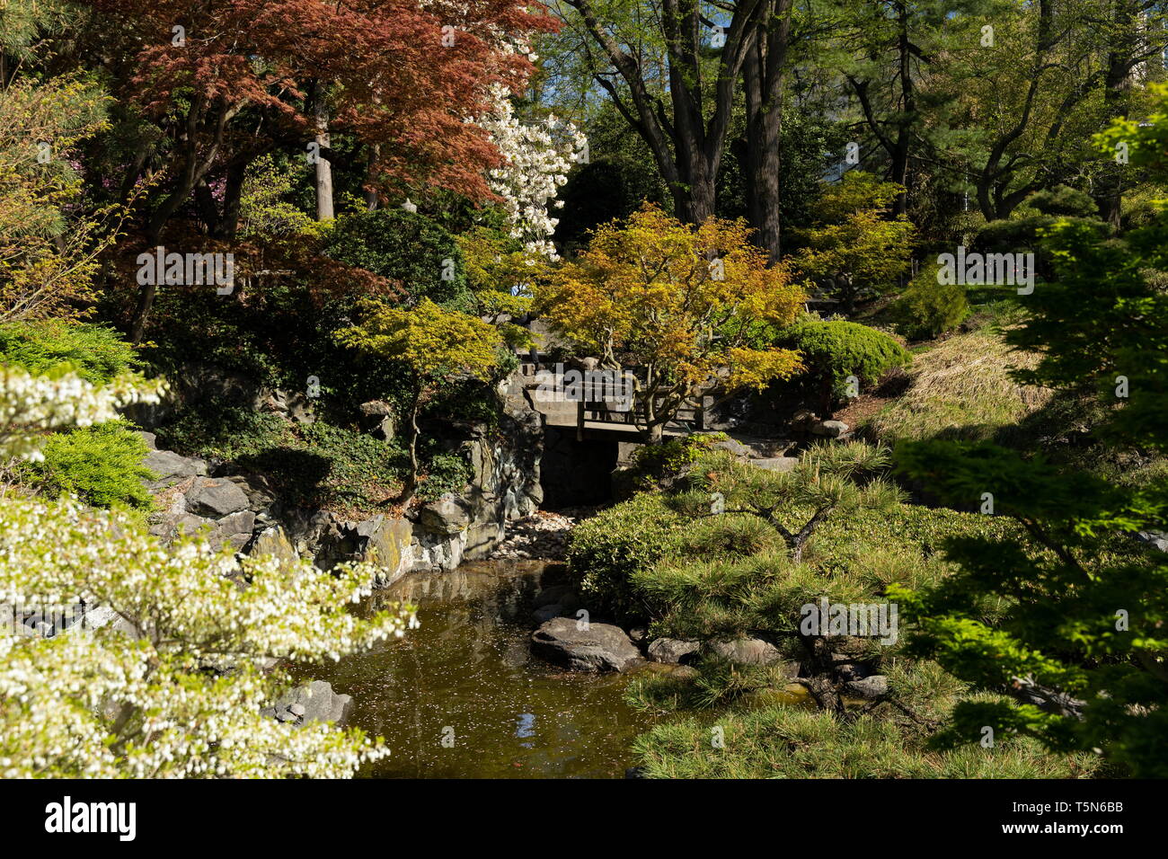 Bridge at the Japanese Hill-and-Pond Garden in Brooklyn Botanic Garden ...