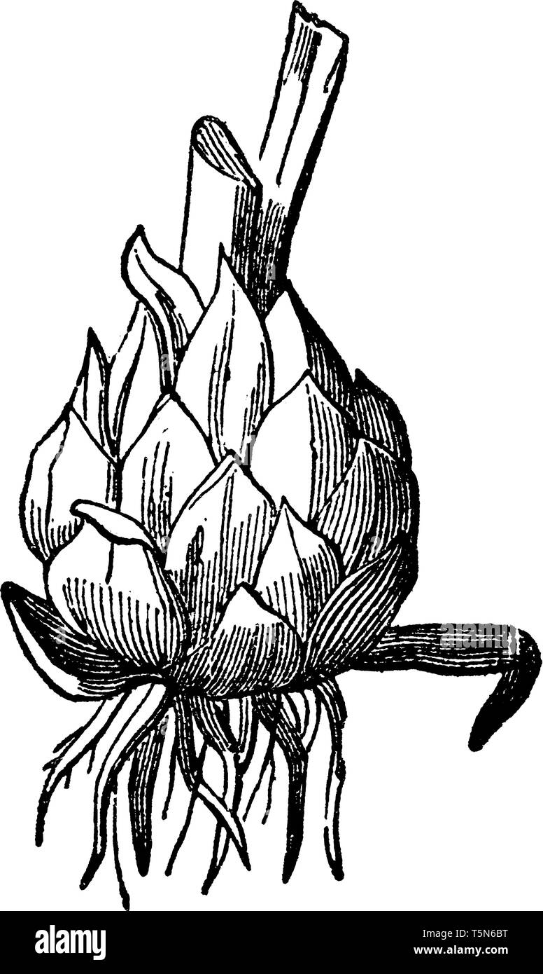 Leaf bud scales Stock Vector Images - Alamy