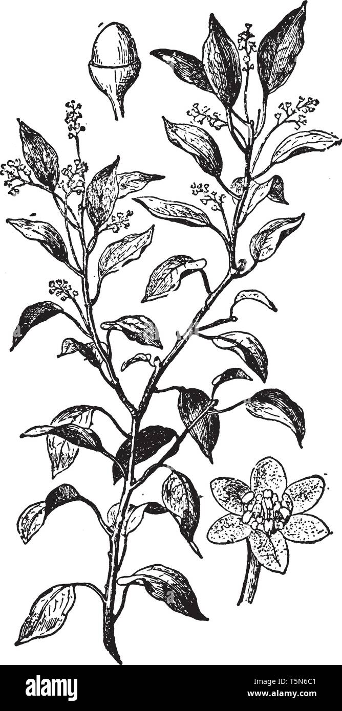 Strong smelling Stock Vector Images - Alamy