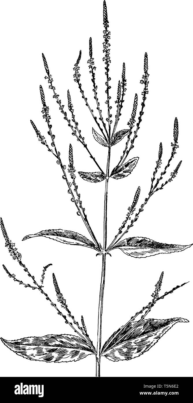 Drawing of vervain Stock Vector Images - Alamy
