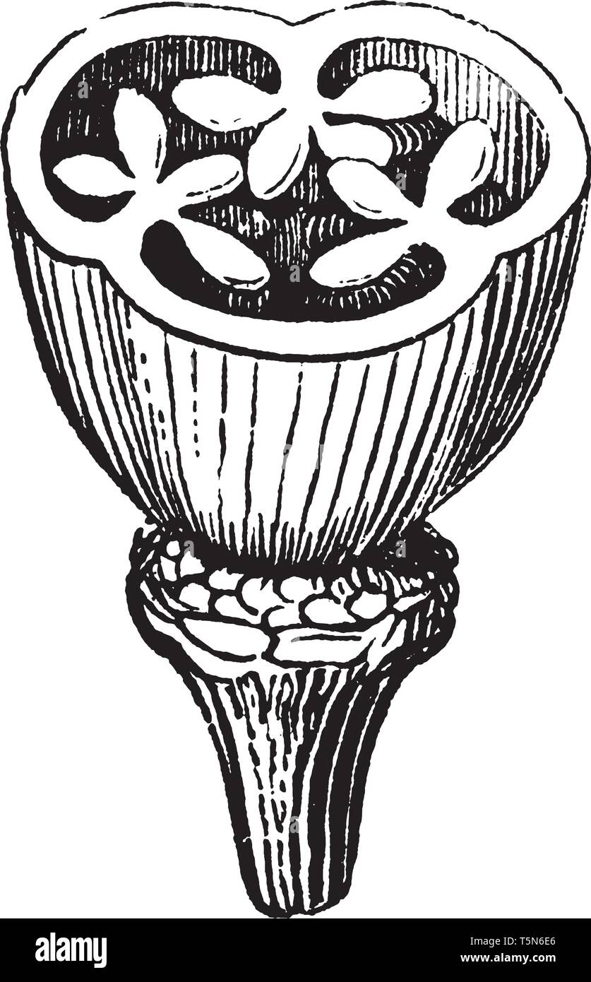 A figure shows cross section view of Ovary of Frost Weed, with three ... A figure shows cross section view of Ovary of Frost Weed, with three ...
