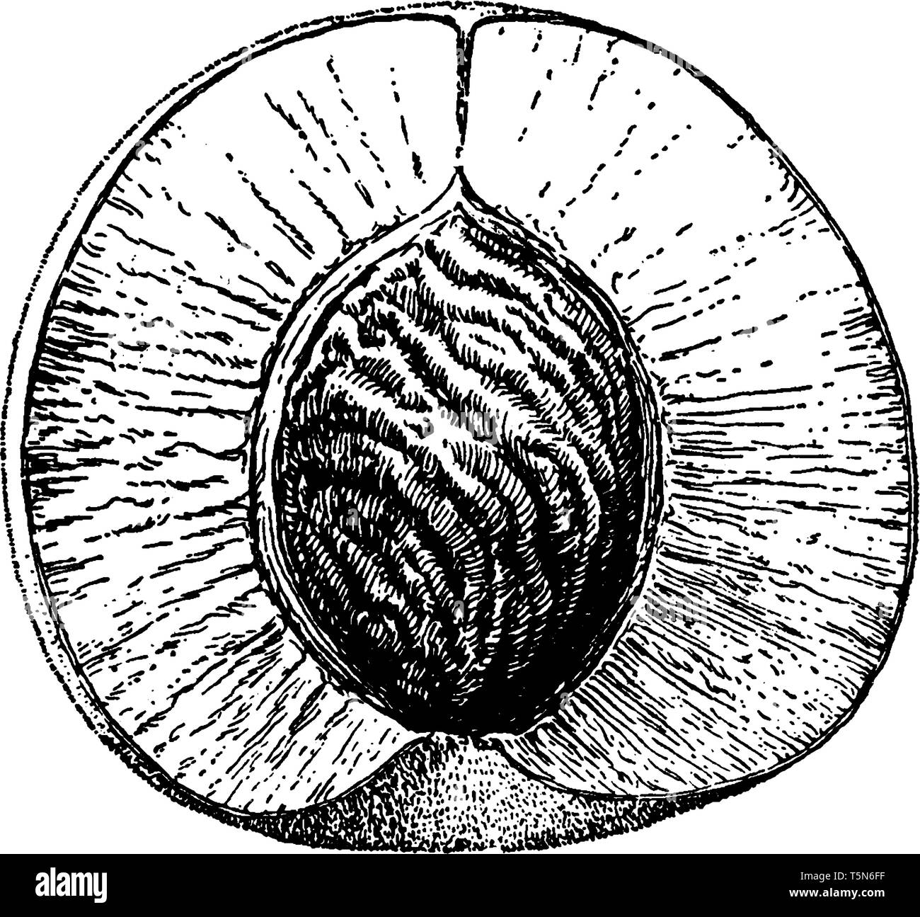 Peach tree illustration Stock Vector Images - Alamy