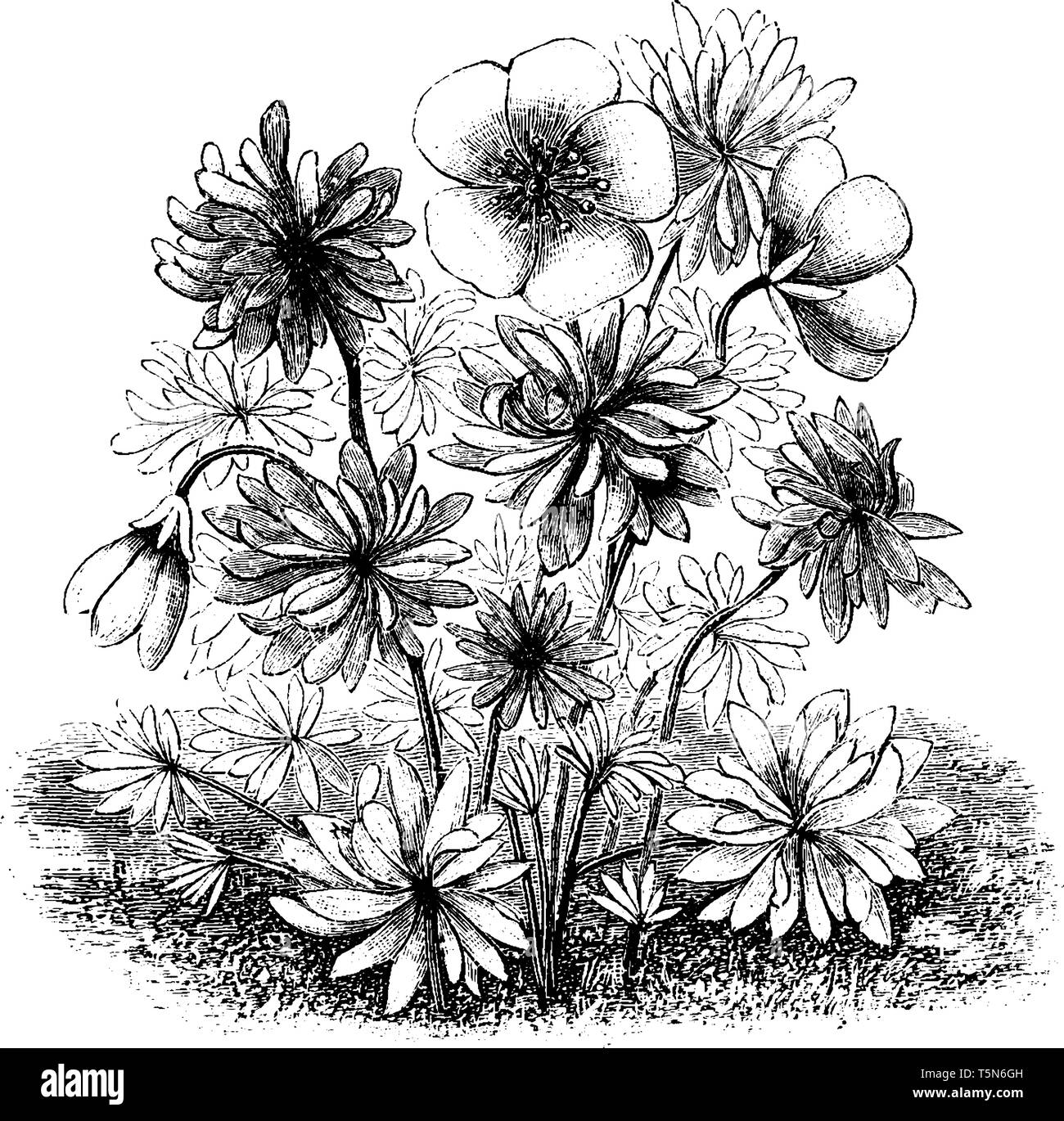 Red ornamental line Black and White Stock Photos & Images - Alamy