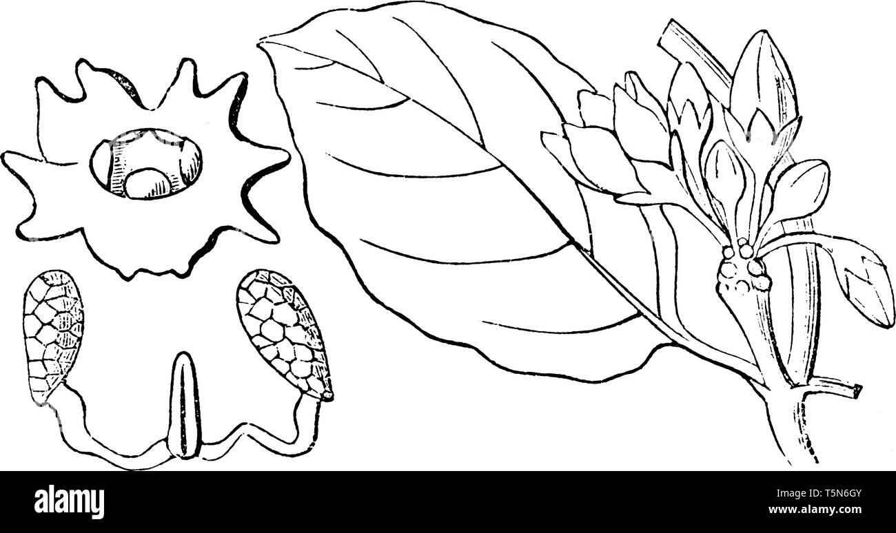 There are some leaves they attached to stem. Some growing on branch ...