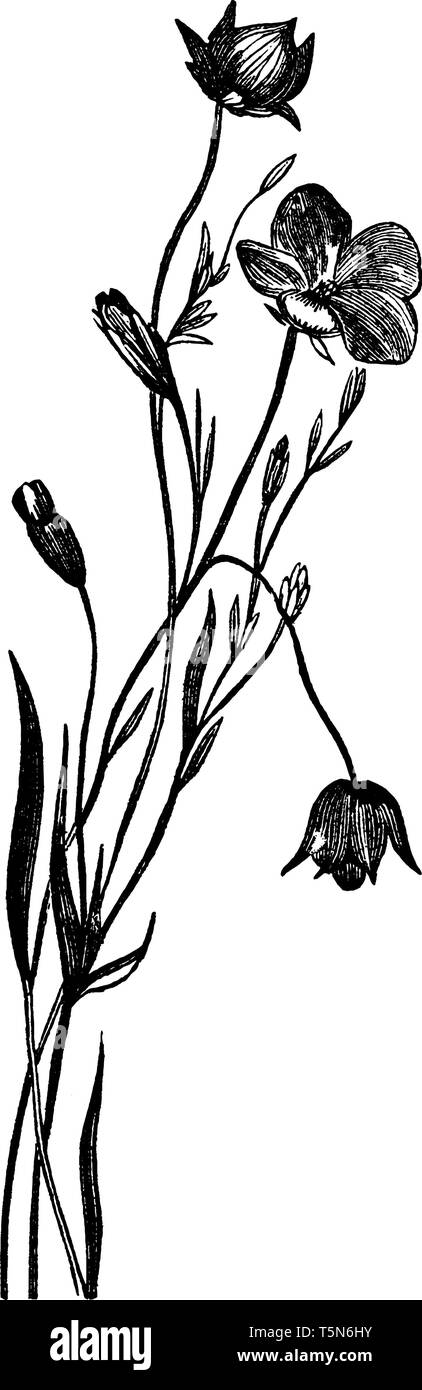 Flax plants Stock Vector Images - Alamy