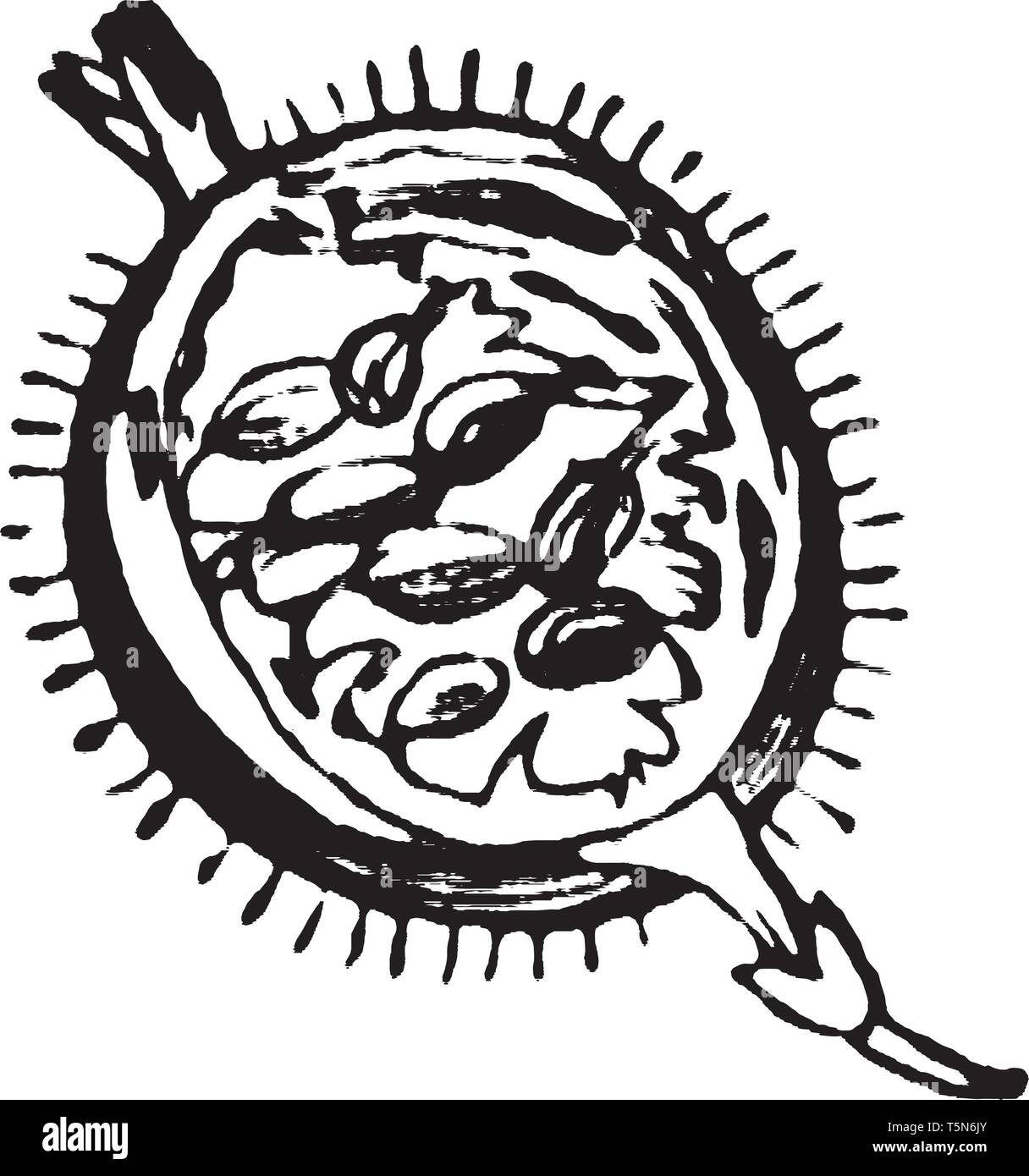 Picture shows the berry of the Gooseberry plant, vintage line drawing ...