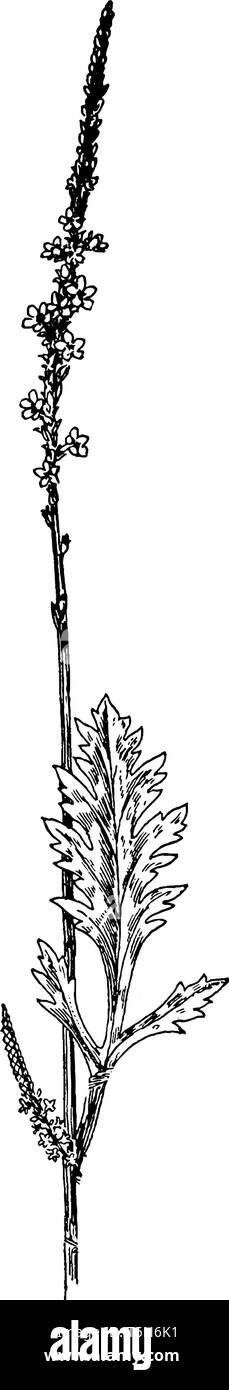 Mediterranean plant Black and White Stock Photos & Images - Alamy