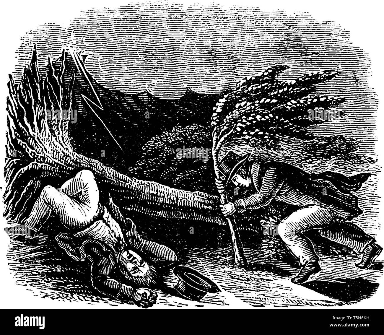 Fallen Tree Branch Drawing