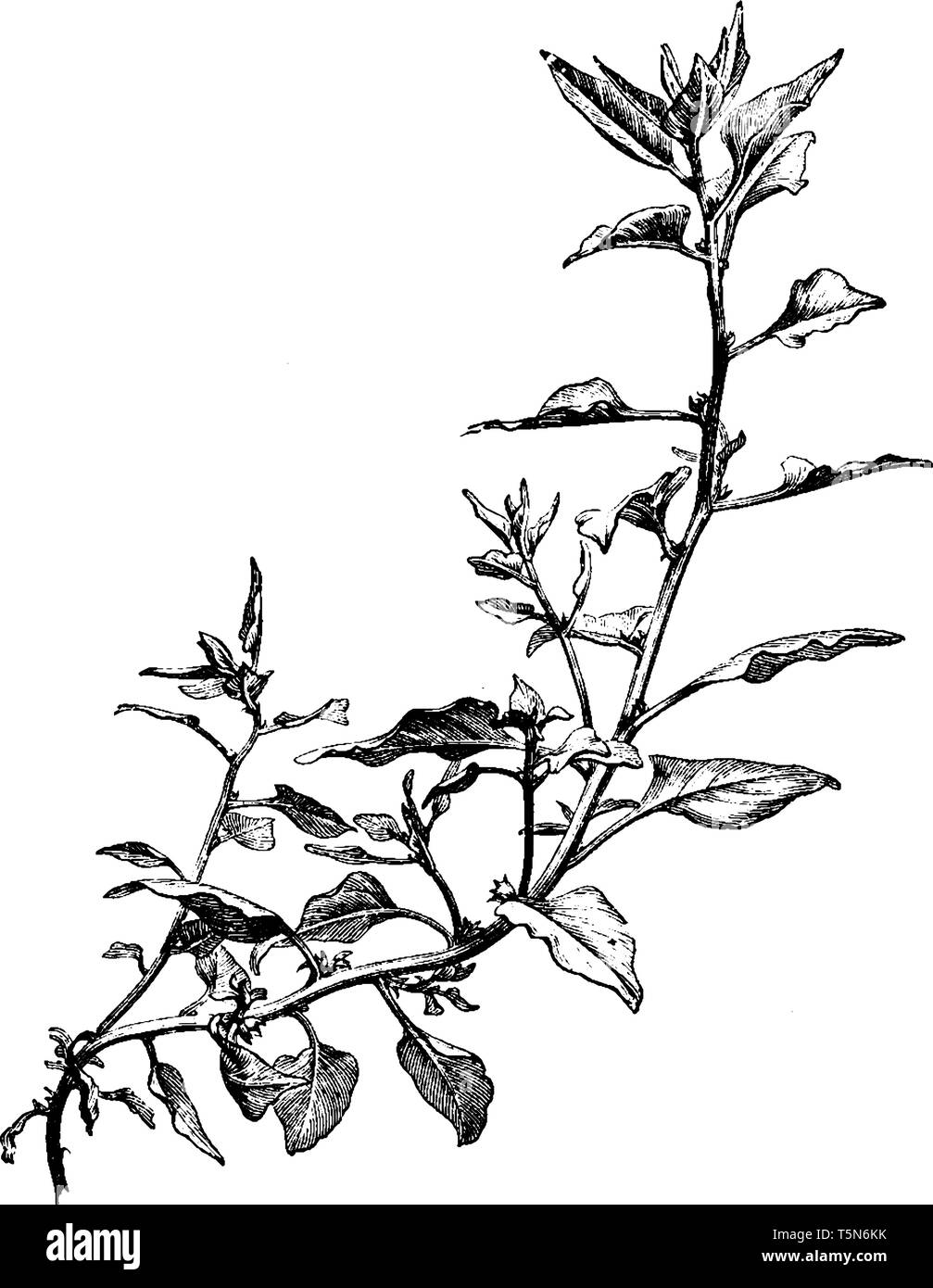 This is a small branch of New Zealand Spinach, also known as Cook's ...