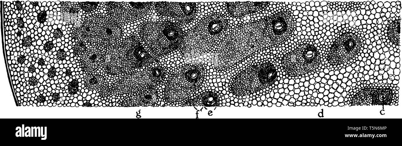 Palm Leaf Cross Section