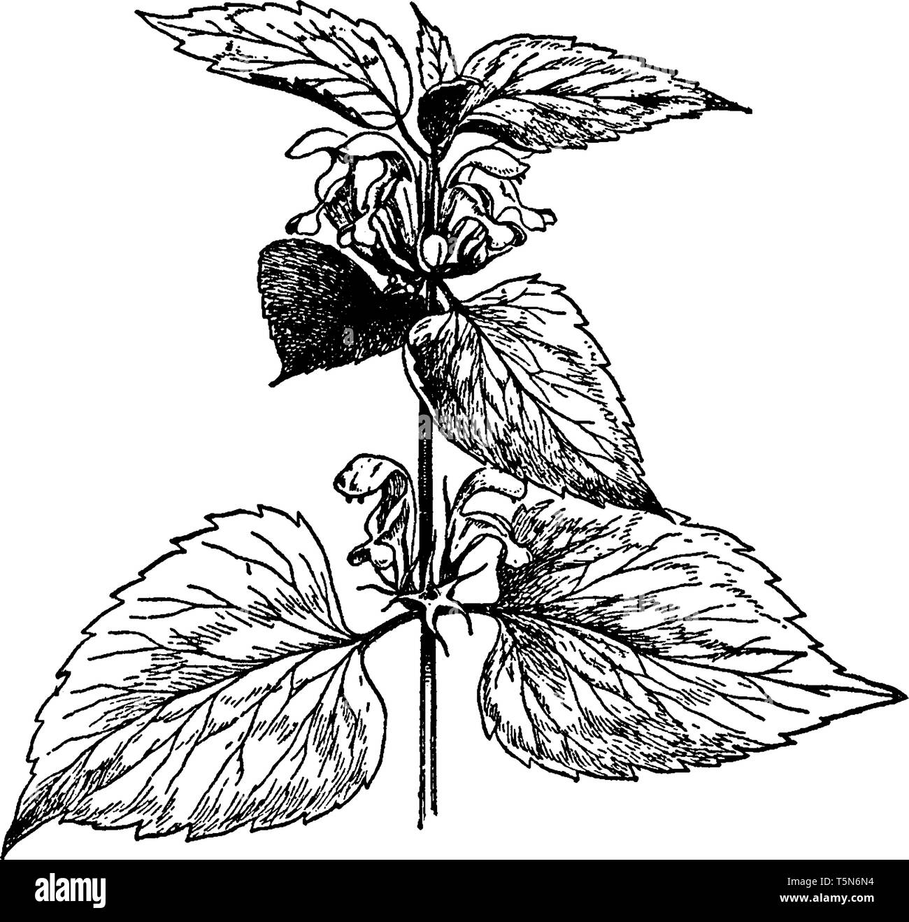 Lamium album is a flowering plant. Growing in a variety of woodland, on ...