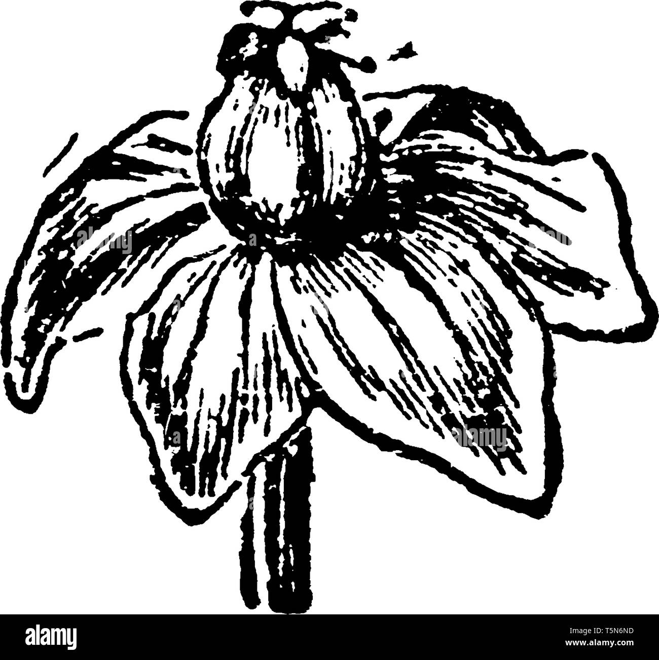 A picture is showing a female flower of Anamirta cocculus plant which ...