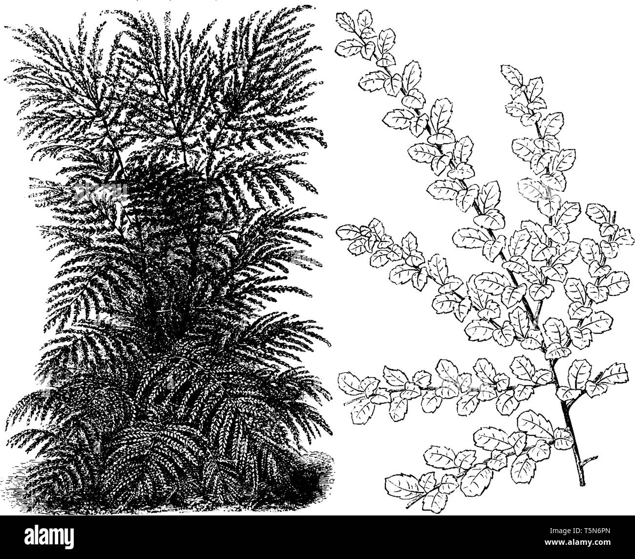 Azara microphylla Stock Vector Images - Alamy