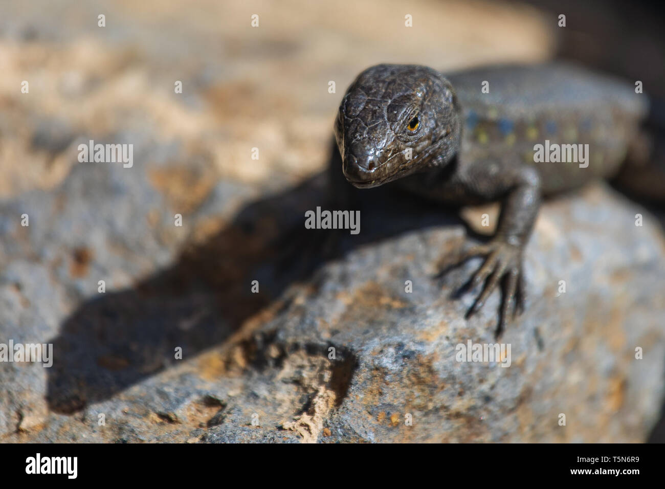 Lizard close up. Wild nature and animal background. Wildlife, reptile ...