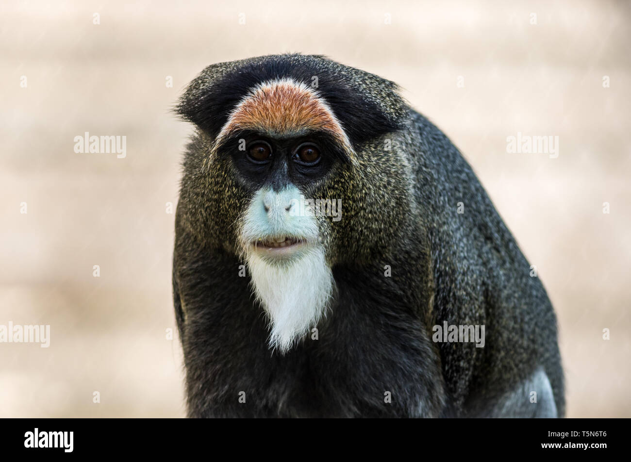 De Brazza`s Monkey, Cercopithecus neglectus, an attractive primate with ...