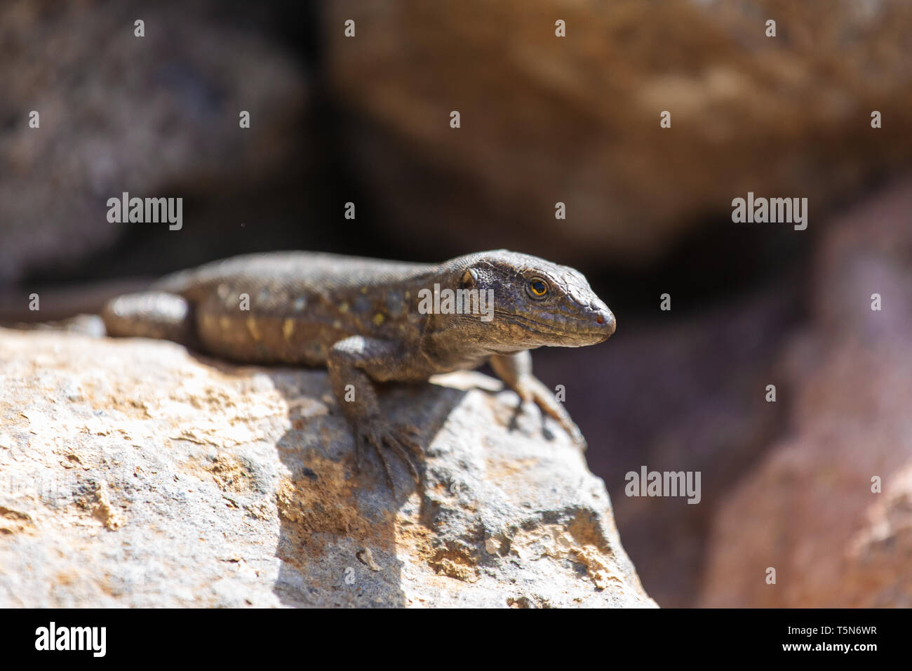 Lizard close up. Wild nature and animal background. Wildlife, reptile ...