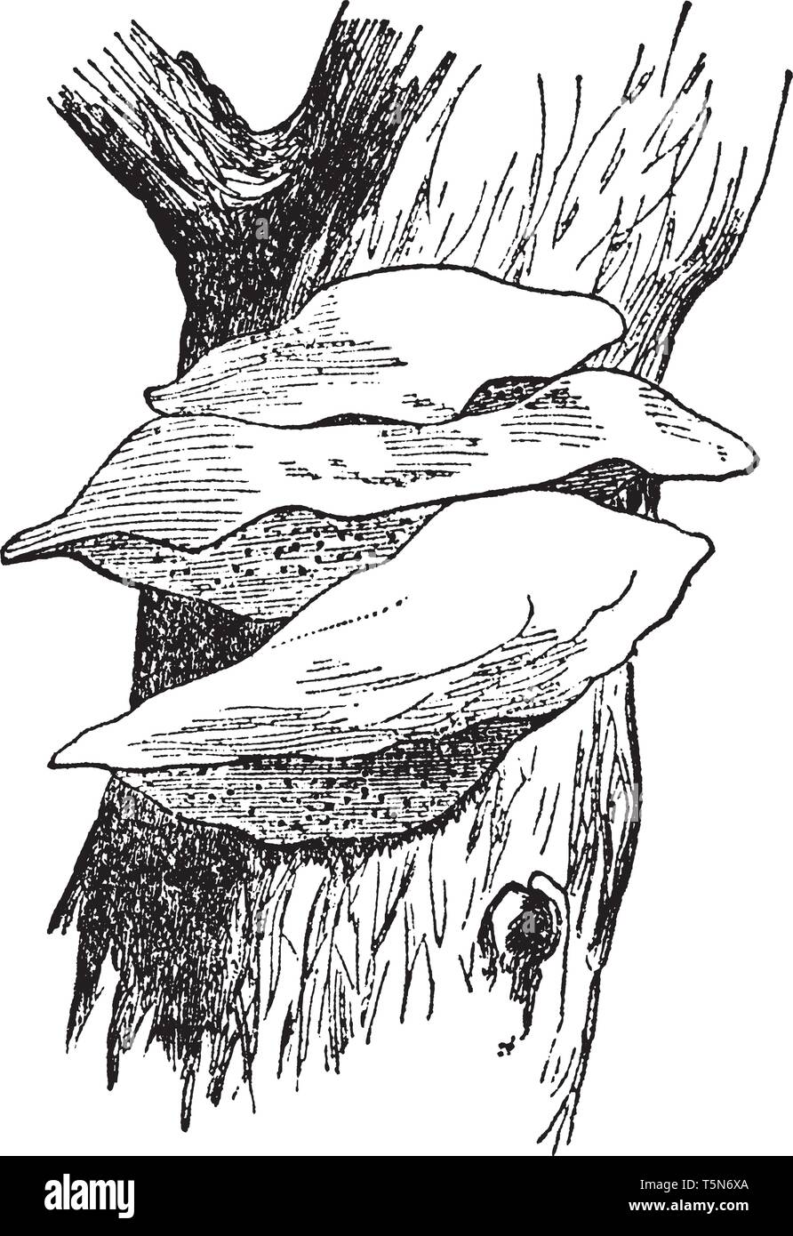 Spongy bark Stock Vector Images - Alamy