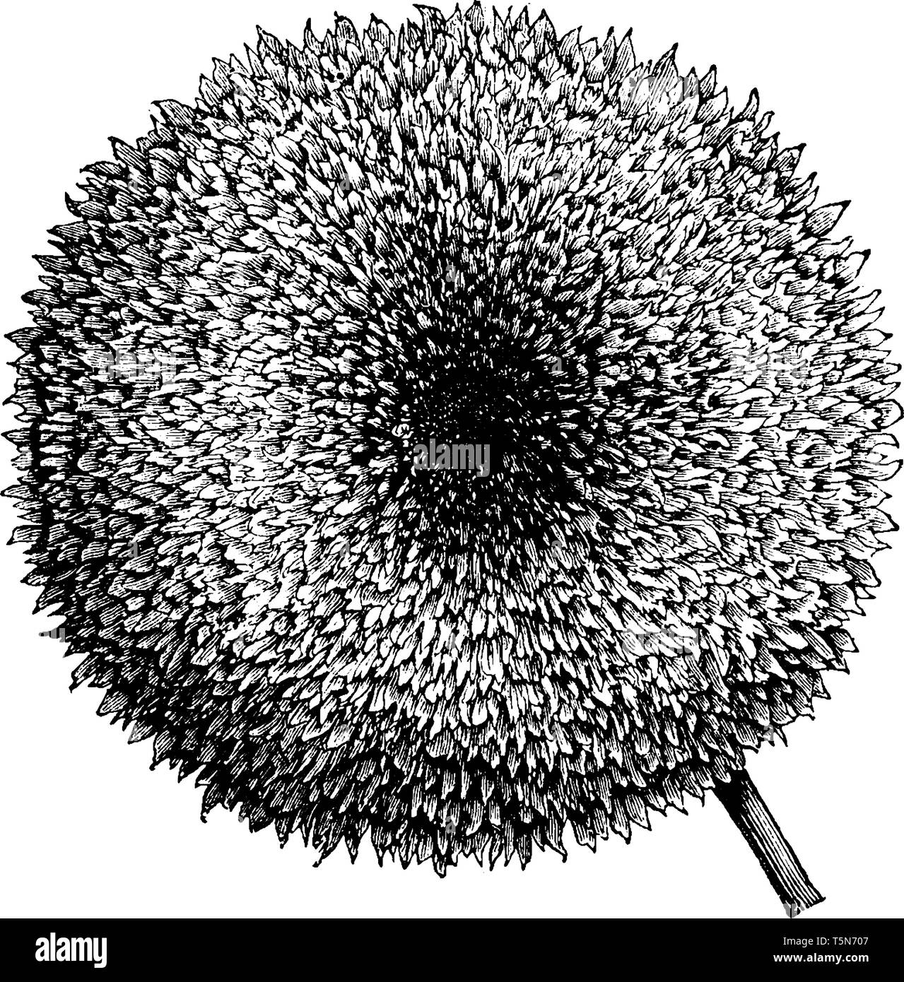 Large flower heads Black and White Stock Photos & Images - Alamy