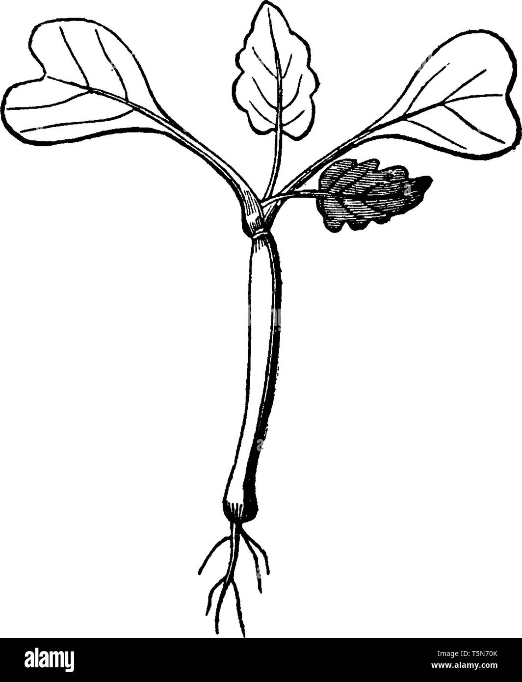 Shaped hair Black and White Stock Photos & Images - Alamy