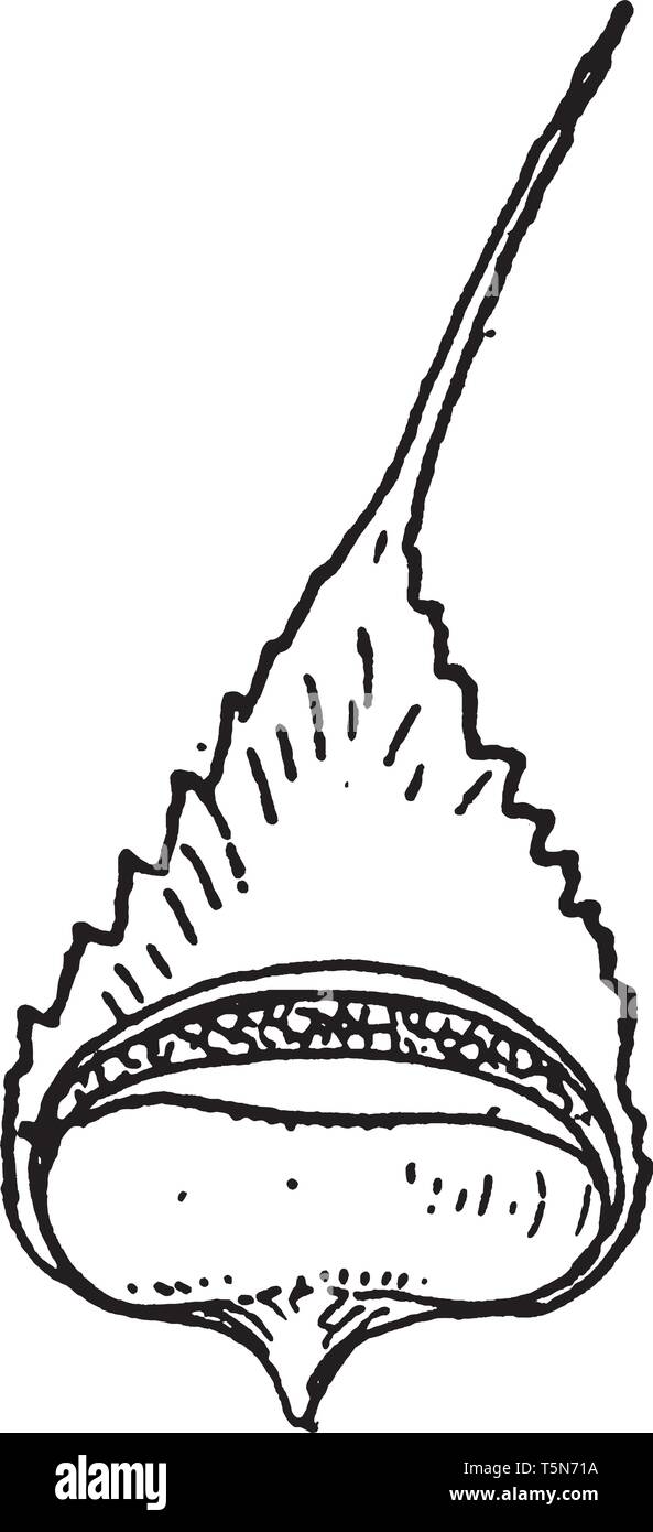 This is an image of spore of Club moss and it is a evergreen herb with ...