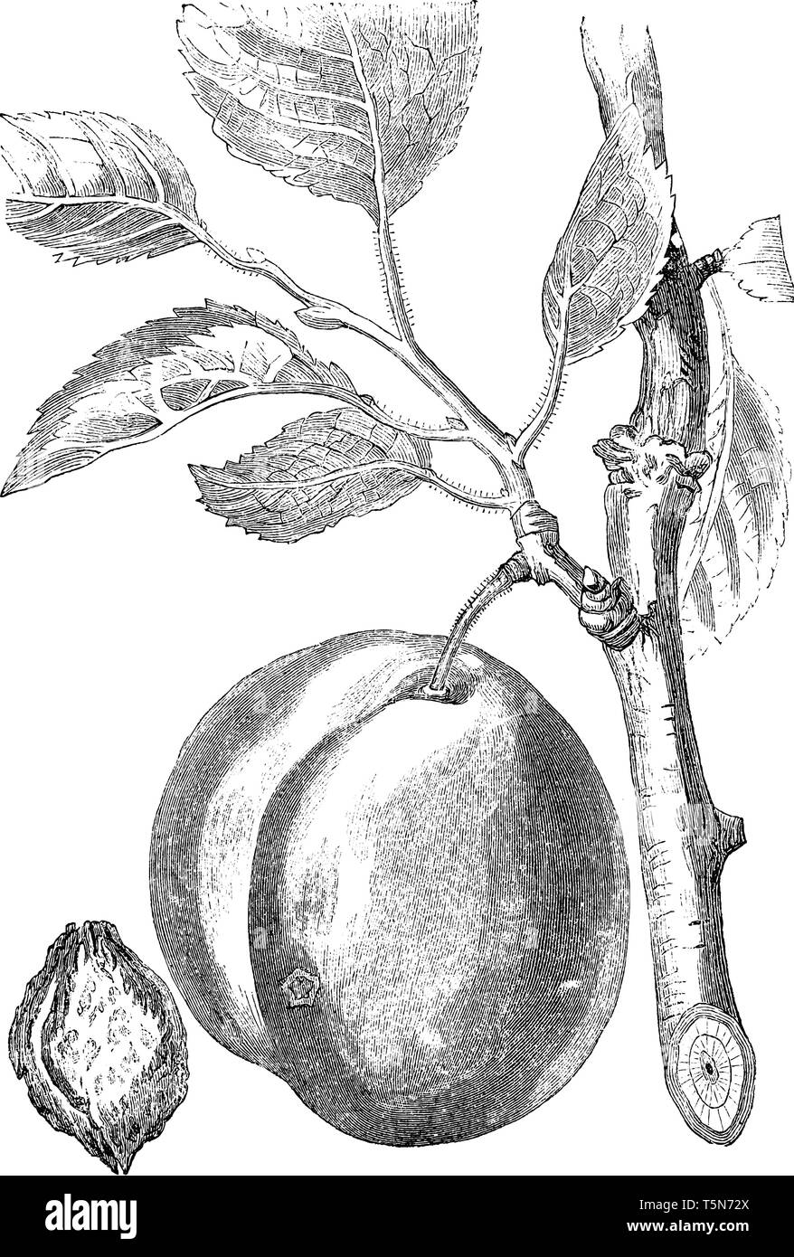 A picture showing branch of Jefferson Plum tree with its fruit, vintage ...