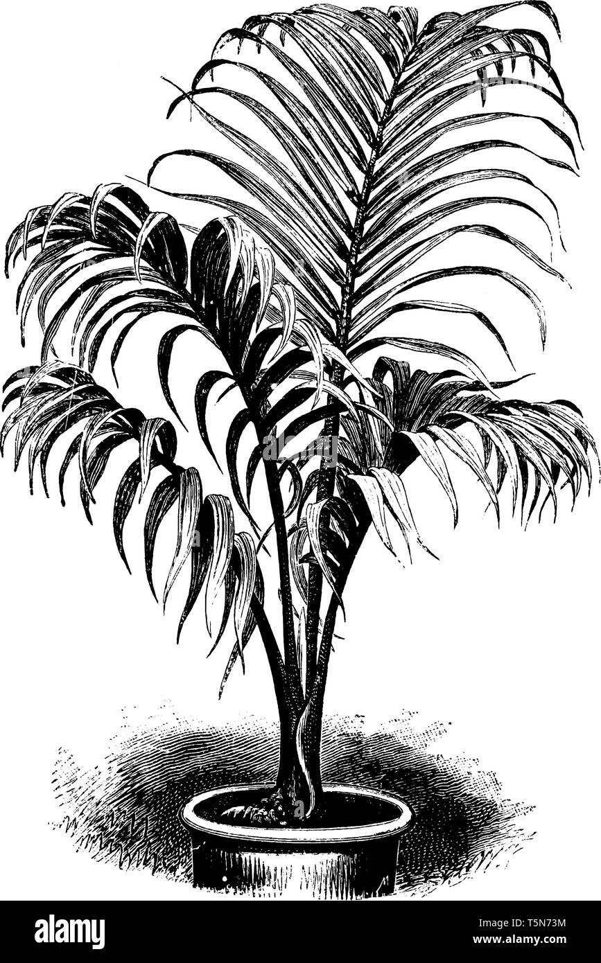 Endemic flowering plant Stock Vector Images - Alamy