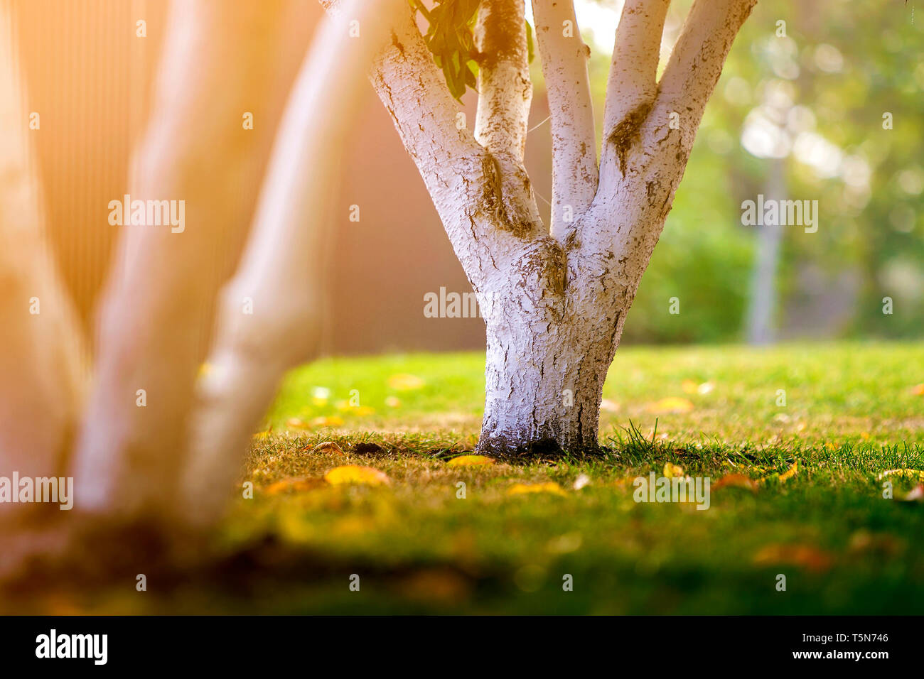 Whitewashed bark of tree growing in sunny orchard garden on blurred ...