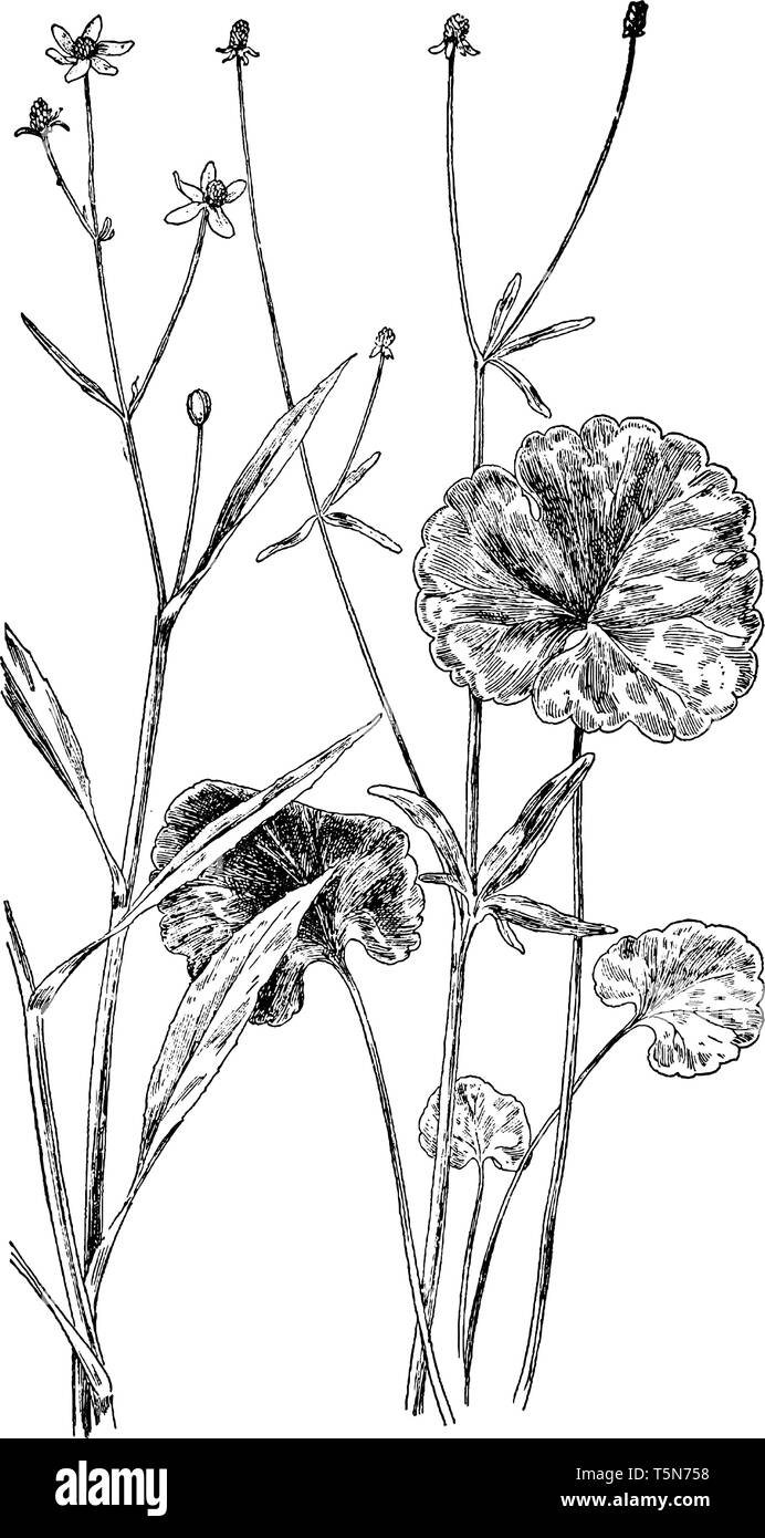 Twig of Water Plantain and Small-Flowered Crowfoot, species of ...