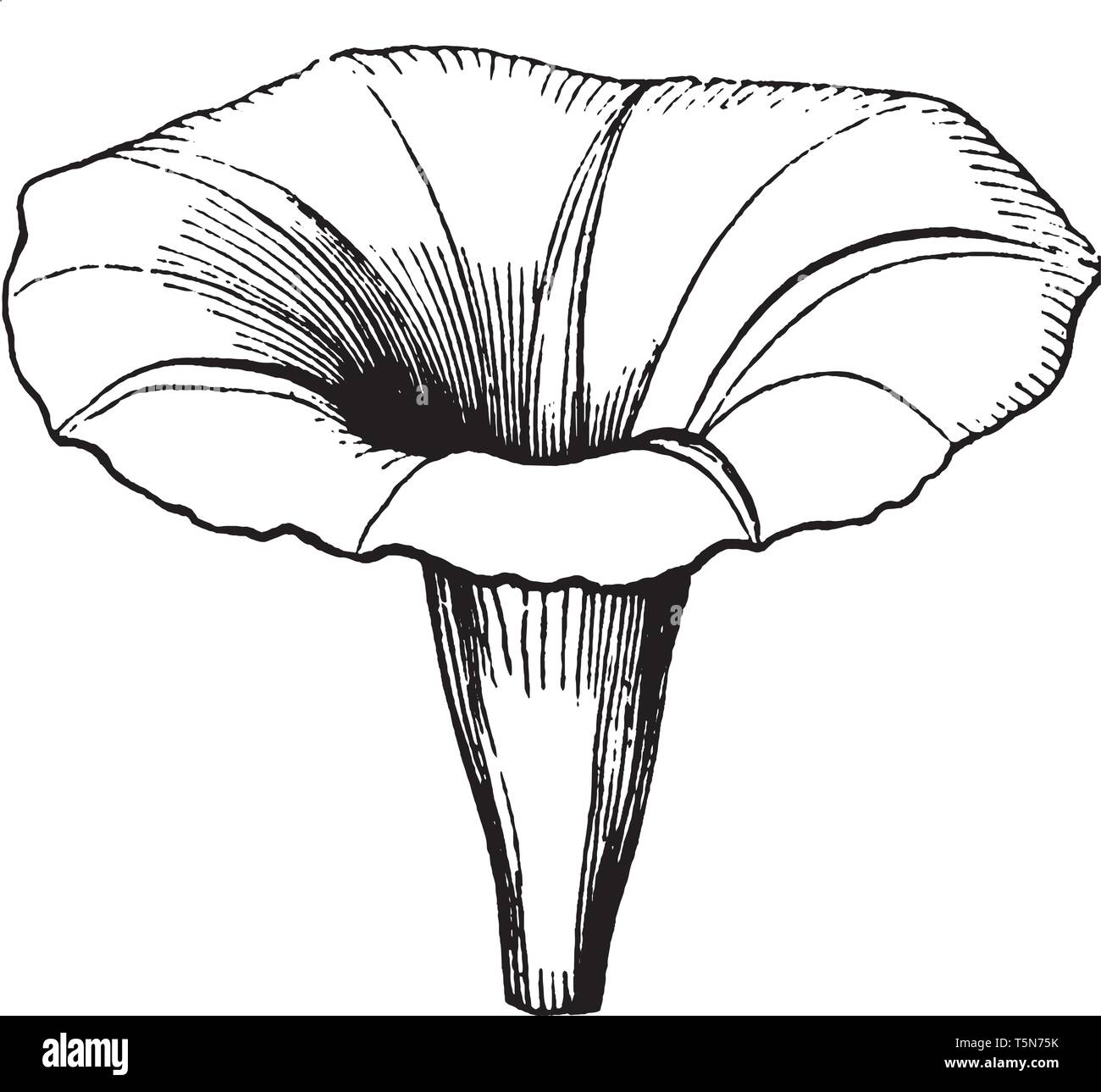 Trumpet shape flower hi-res stock photography and images - Alamy