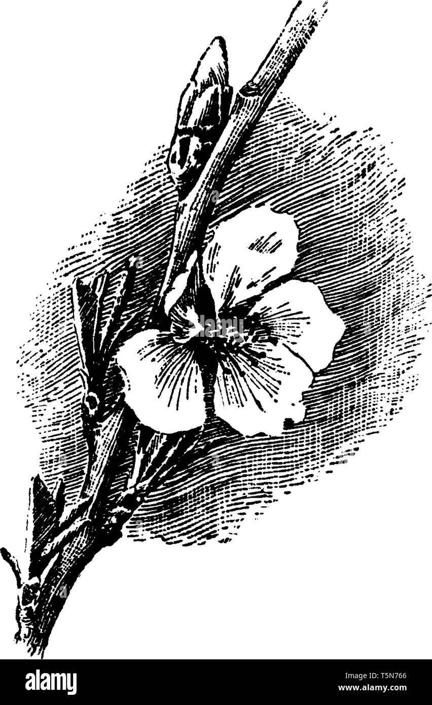 3 petals Black and White Stock Photos & Images - Alamy